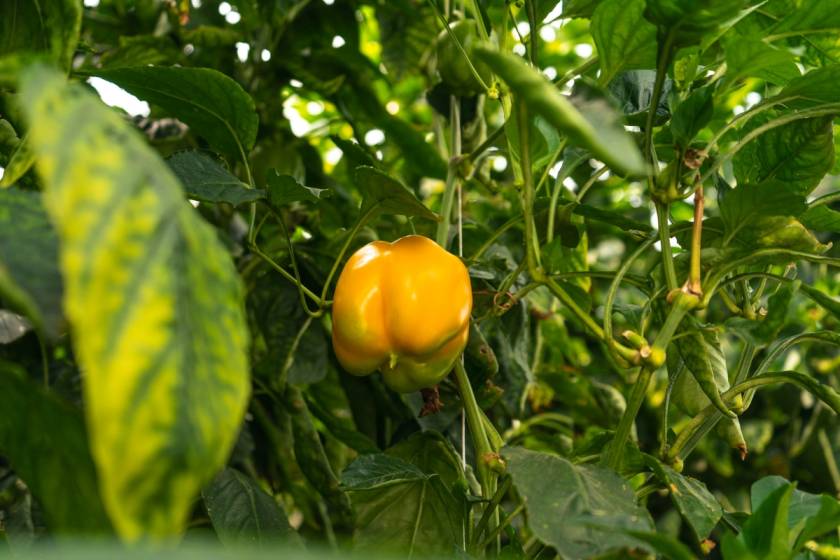 GALERIA – Pepper Lovers
