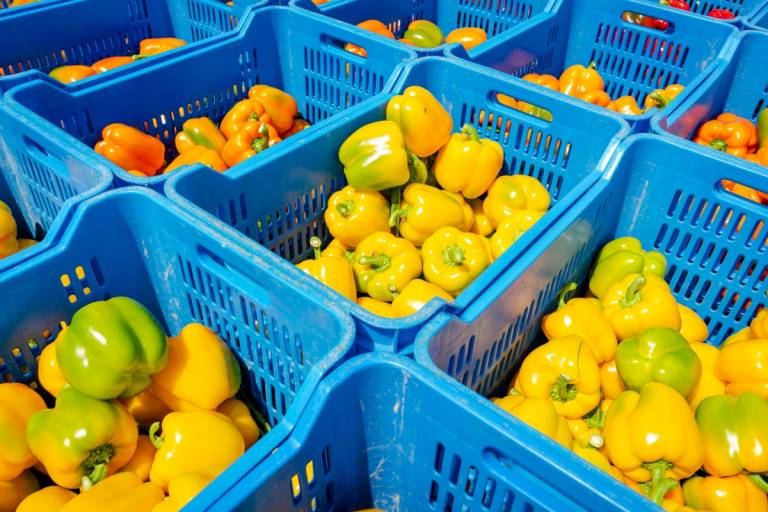 GALERIA – Pepper Lovers