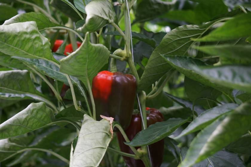 GALERIA – Pepper Lovers