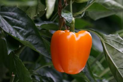 GALERIA – Pepper Lovers