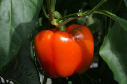 GALERIA – Pepper Lovers