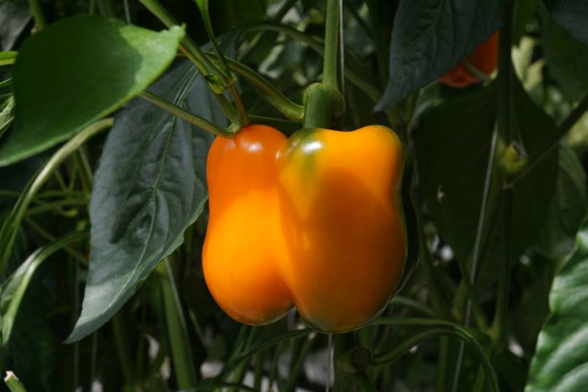 GALERIA – Pepper Lovers