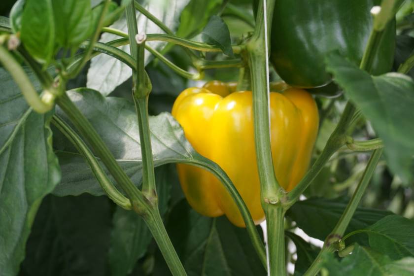 GALERIA – Pepper Lovers