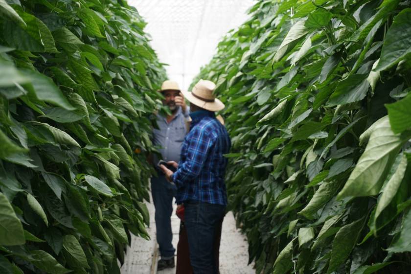 CONTACTO – Pepper Lovers