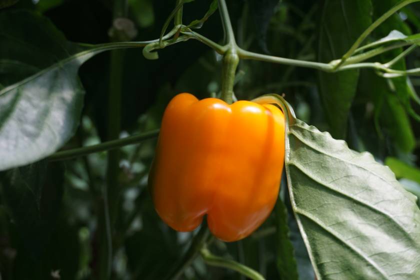 GALERIA – Pepper Lovers