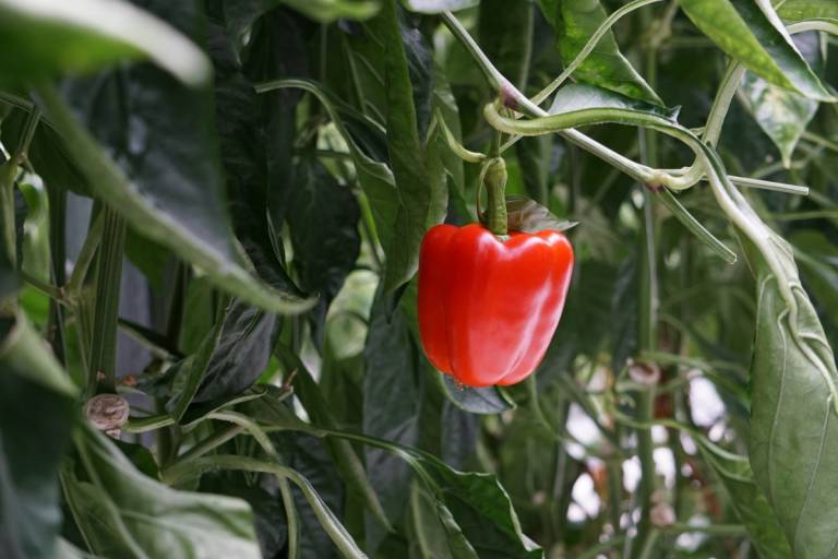 GALERIA – Pepper Lovers