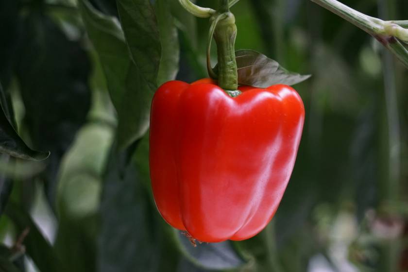 GALERIA – Pepper Lovers